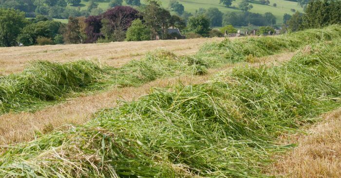 Is Your Grass Hay Really Low Sugar/Starch? — Hay Pillow®