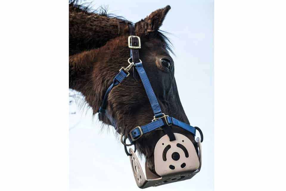 lite bite grazing muzzle